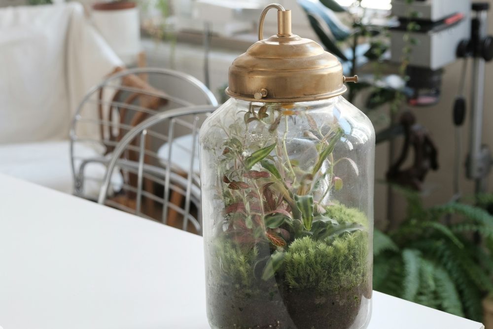 Step-by-Step Guide: How to Create a Beautiful Closed Terrarium – RootsInPots